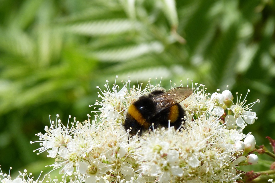 De vriendelijke hommel ! – Rendy Regtuit Garden Concepts