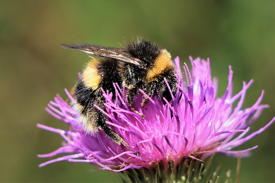 De vriendelijke hommel ! – Rendy Regtuit Garden Concepts