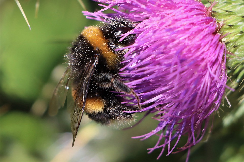 De vriendelijke hommel ! – Rendy Regtuit Garden Concepts
